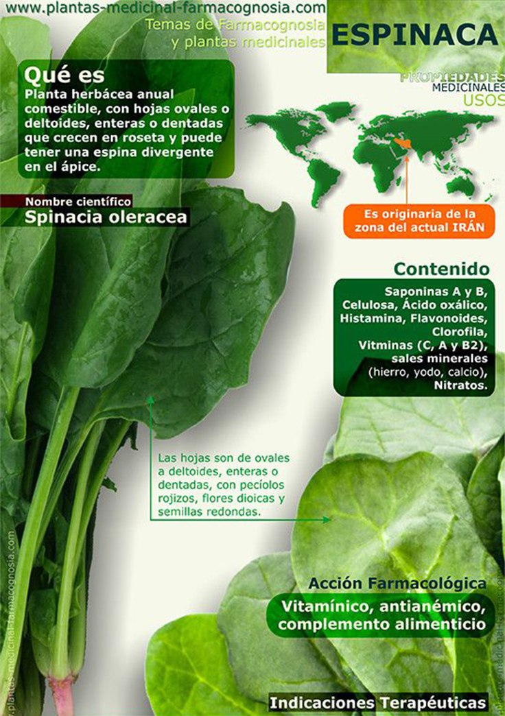 ¿Qué sabes de la espinaca? | Infografías y Remedios