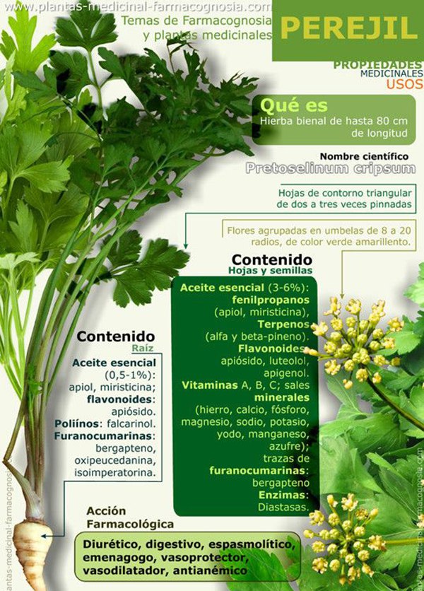 ¿Qué es el perejil y cómo puede beneficiar tu salud? | Infografías y ...